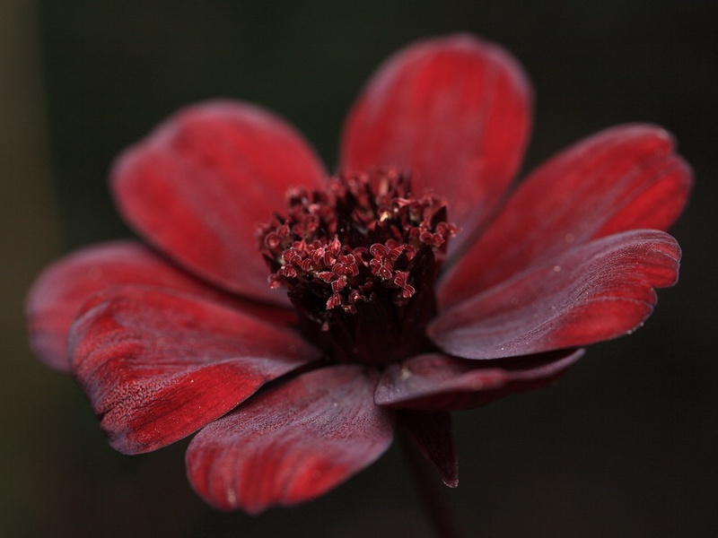 List of Rare Red Flowers - Flora Fauna Fun