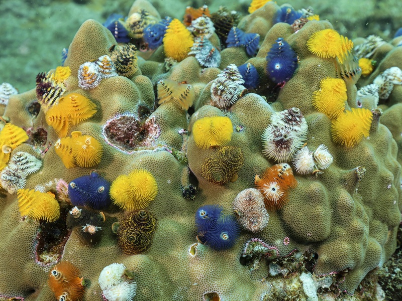 Animals of Tuvalu: The Complete List - Flora Fauna Fun
