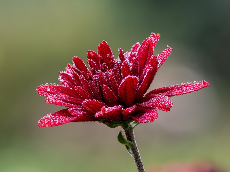 List of Flowers of South Korea - Flora Fauna Fun