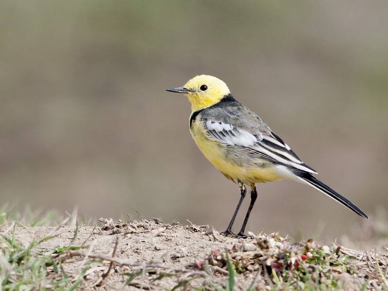 The Complete List of Birds of Uzbekistan - Flora Fauna Fun