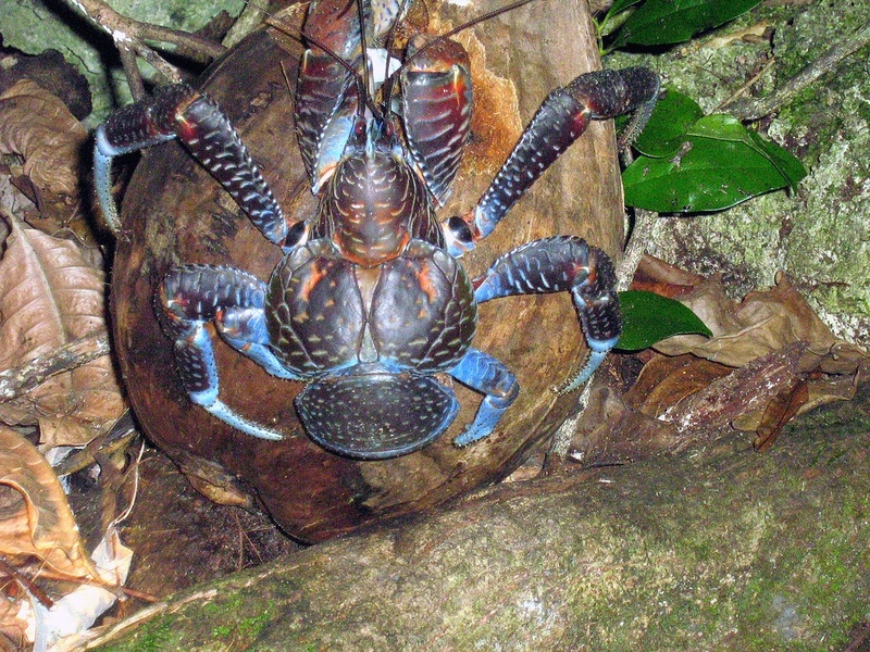 Animals of Tuvalu: The Complete List - Flora Fauna Fun