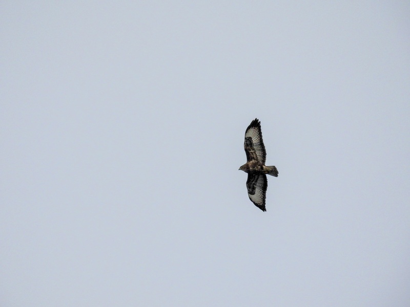 Birds of Malta: The Complete List - Flora Fauna Fun
