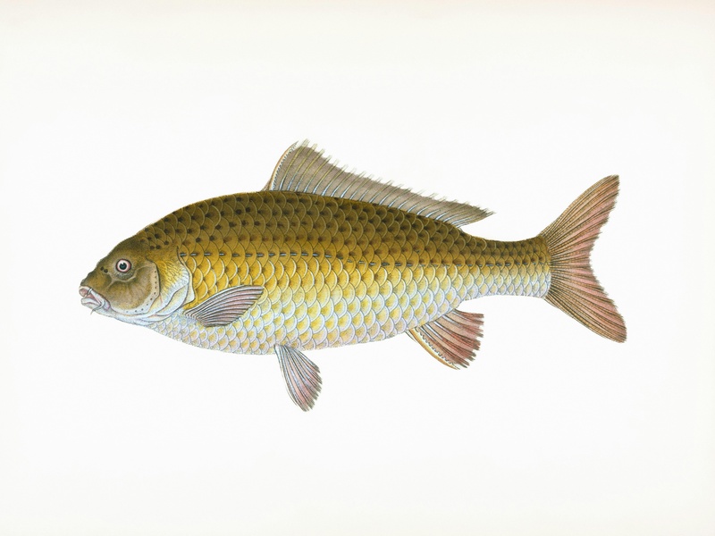 Fish of Spain: The Complete List - Flora Fauna Fun
