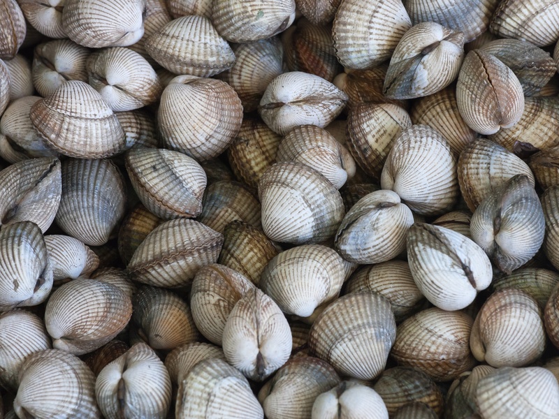 Bivalve Examples: The Complete List - Flora Fauna Fun