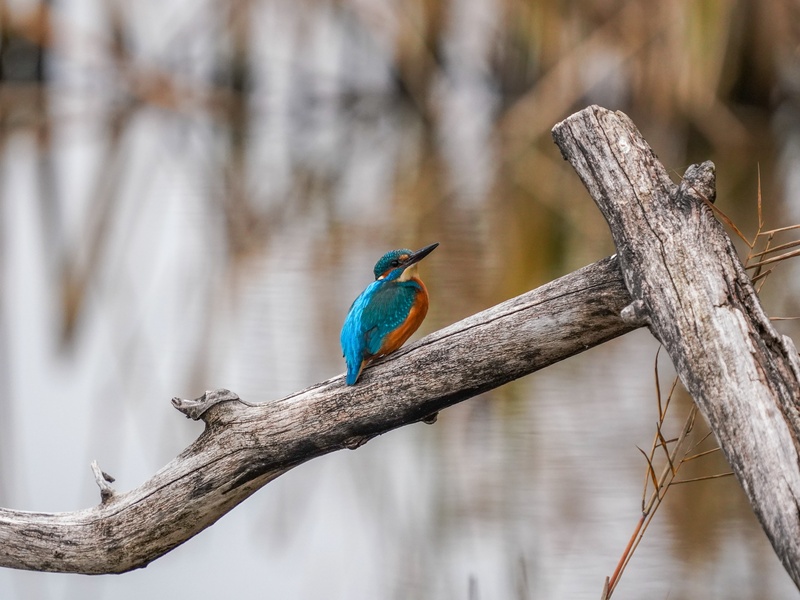 Birds Of The Maldives: The Complete List - Flora Fauna Fun