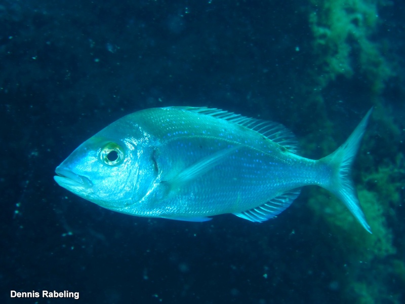 Fish of Spain: The Complete List - Flora Fauna Fun
