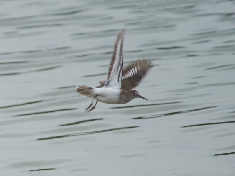 Birds of Malta: The Complete List - Flora Fauna Fun
