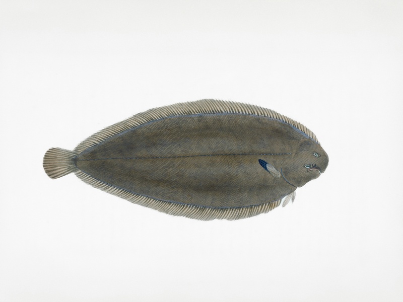 Fish of Spain: The Complete List - Flora Fauna Fun