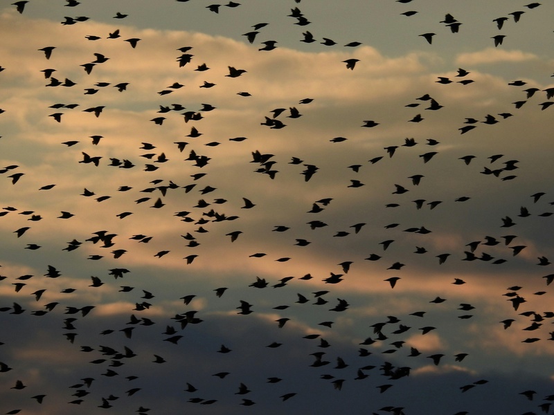 Birds of Malta: The Complete List - Flora Fauna Fun