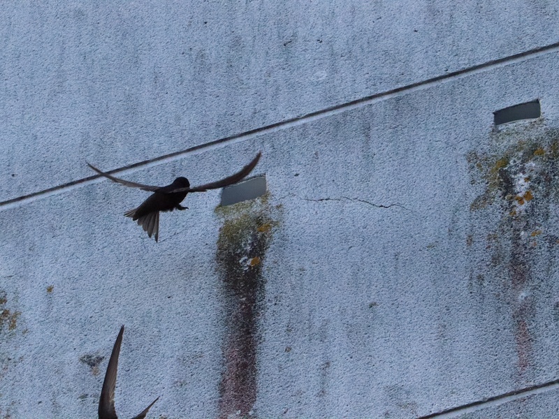Birds of Malta: The Complete List - Flora Fauna Fun