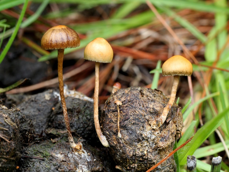 List of Savanna Decomposers - Flora Fauna Fun