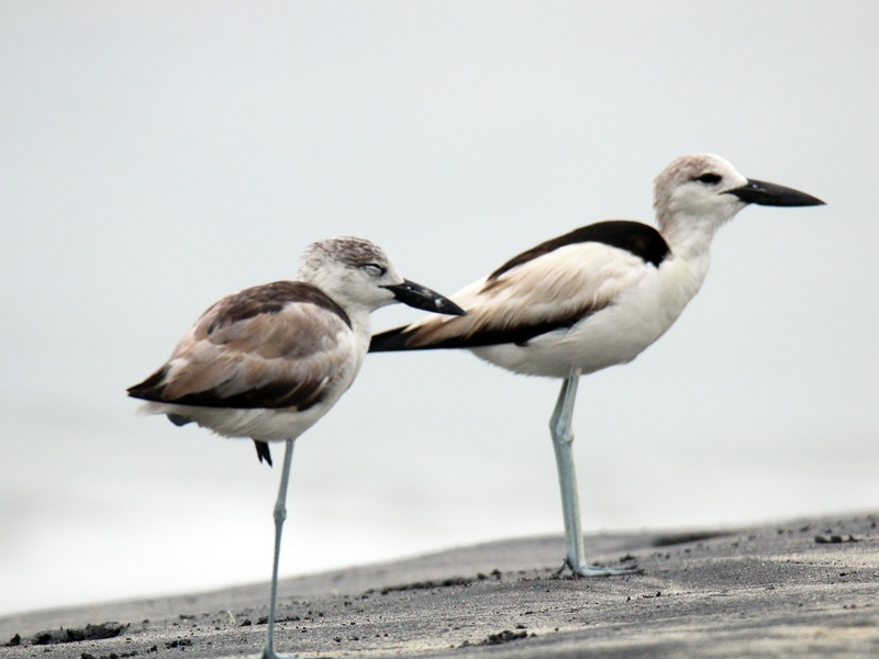 Birds Of The Maldives: The Complete List - Flora Fauna Fun