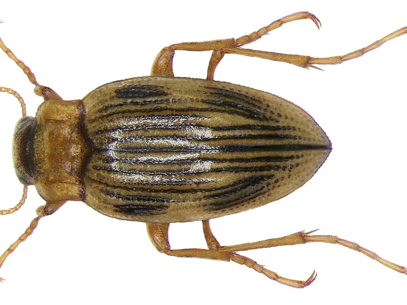 Swamp Beetles: The Complete List - Flora Fauna Fun