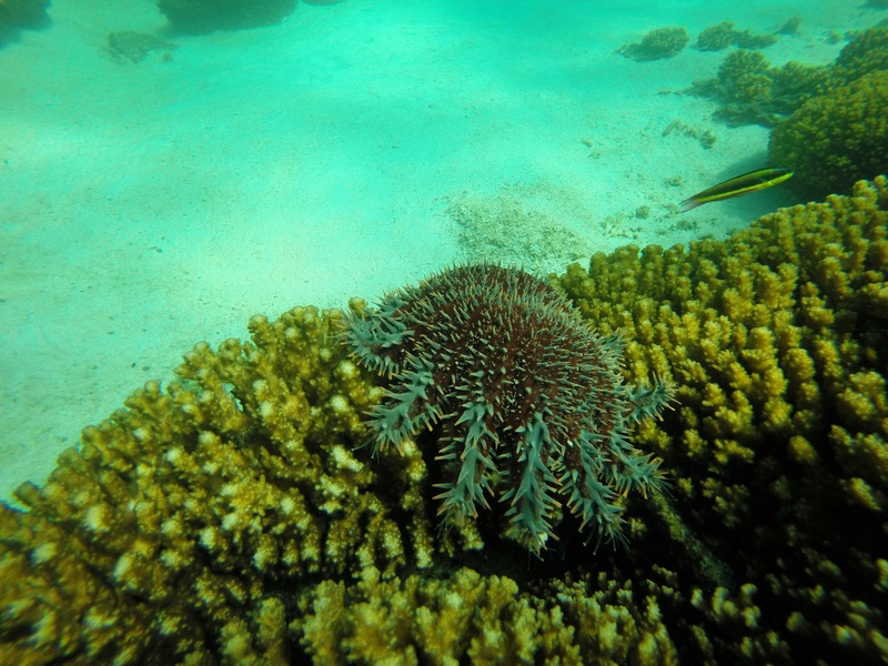 Animals of Tuvalu: The Complete List - Flora Fauna Fun
