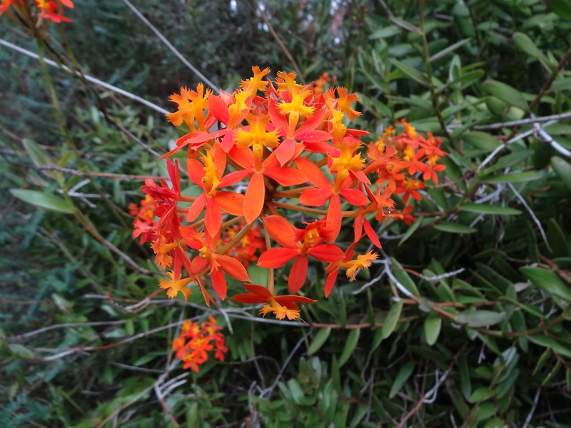 Flowers of Ecuador: The Complete List - Flora Fauna Fun