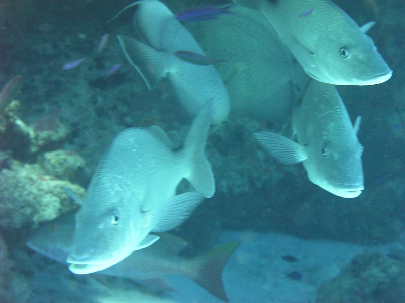 List of Fish of the Bahamas - Flora Fauna Fun