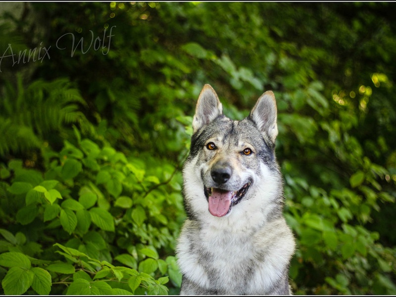 The Complete List of Herding Dog Breeds - Flora Fauna Fun