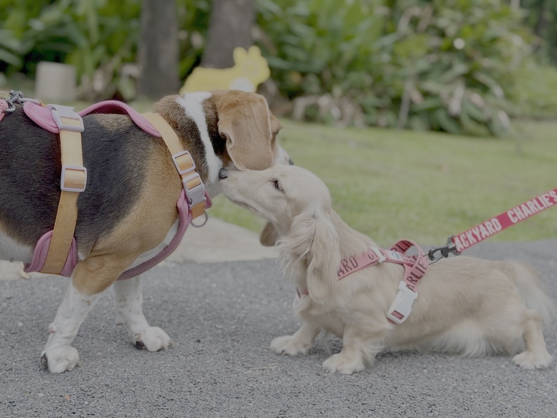 The Complete List of Racing Dog Breeds - Flora Fauna Fun