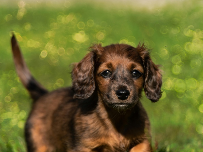 List of Small Black Dog Breeds - Flora Fauna Fun
