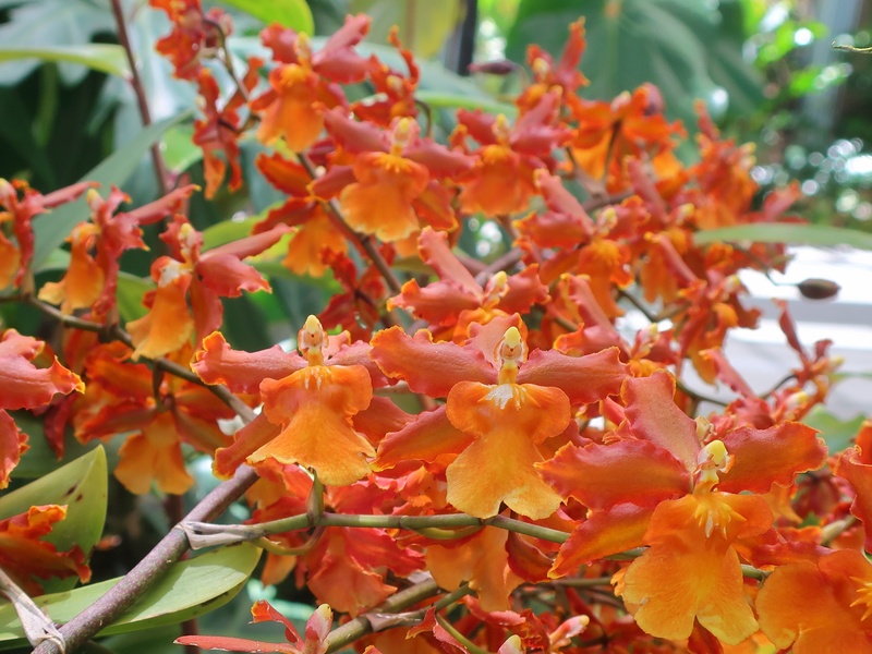 Flowers of Ecuador: The Complete List - Flora Fauna Fun