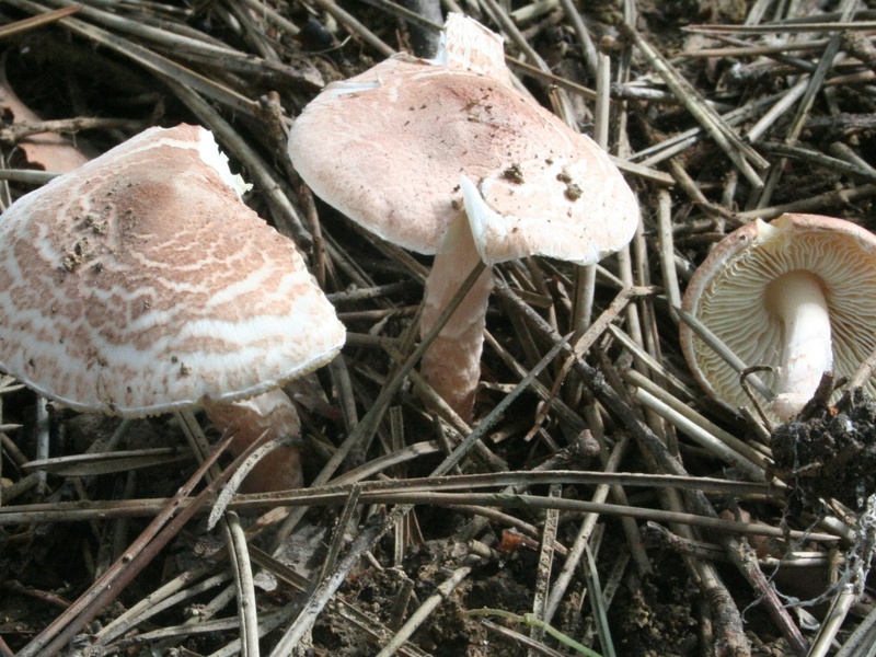List of Poisonous Fungi Examples - Flora Fauna Fun