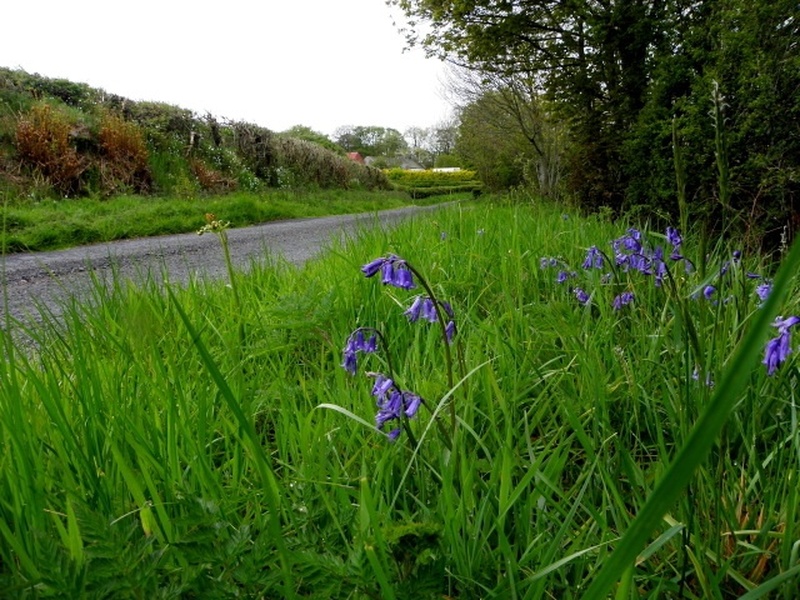 The Complete List of Blue Plants - Flora Fauna Fun