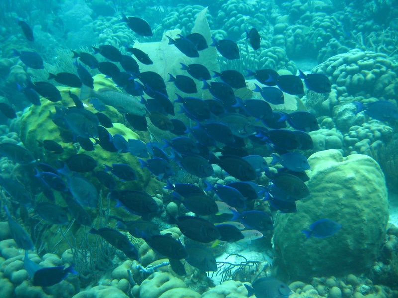 List of Fish of the Bahamas - Flora Fauna Fun