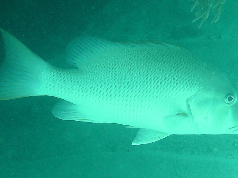 List of Fish of the Bahamas - Flora Fauna Fun