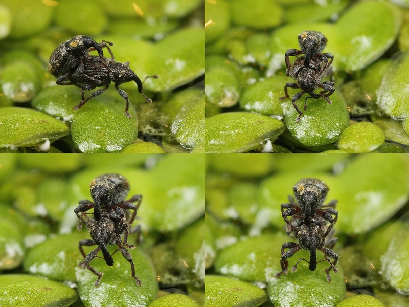 Swamp Beetles: The Complete List - Flora Fauna Fun