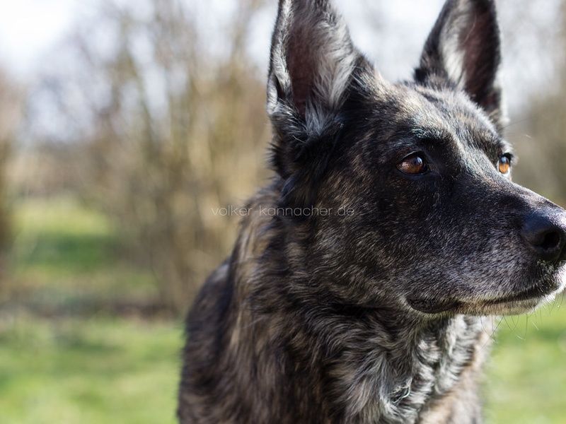The Complete List of Herding Dog Breeds - Flora Fauna Fun