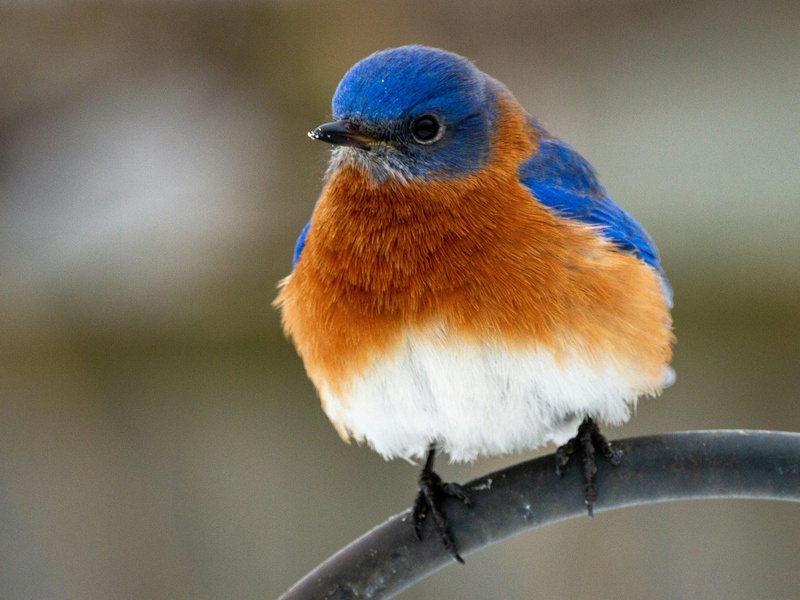 The Complete List of Cute Blue Animals - Flora Fauna Fun