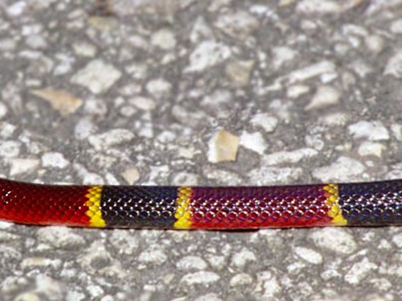 The Complete List of Colorful Snakes - Flora Fauna Fun