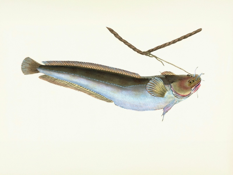 Great Dismal Swamp Fish: The Complete List - Flora Fauna Fun