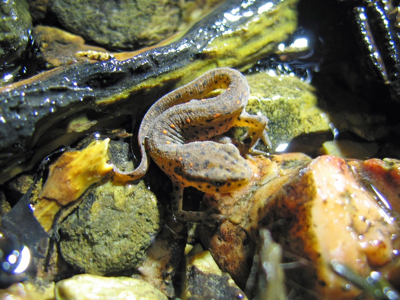 Poisonous Newts: The Complete List - Flora Fauna Fun