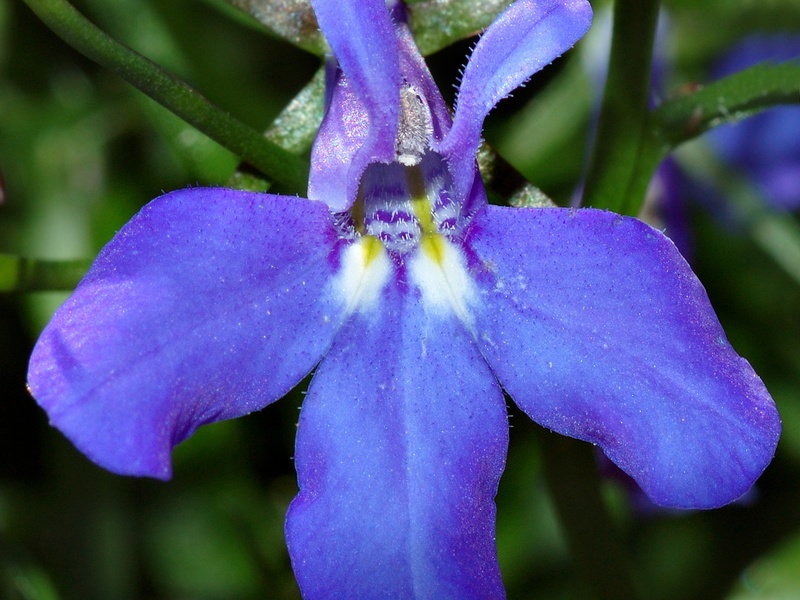 The Complete List of Blue Plants - Flora Fauna Fun