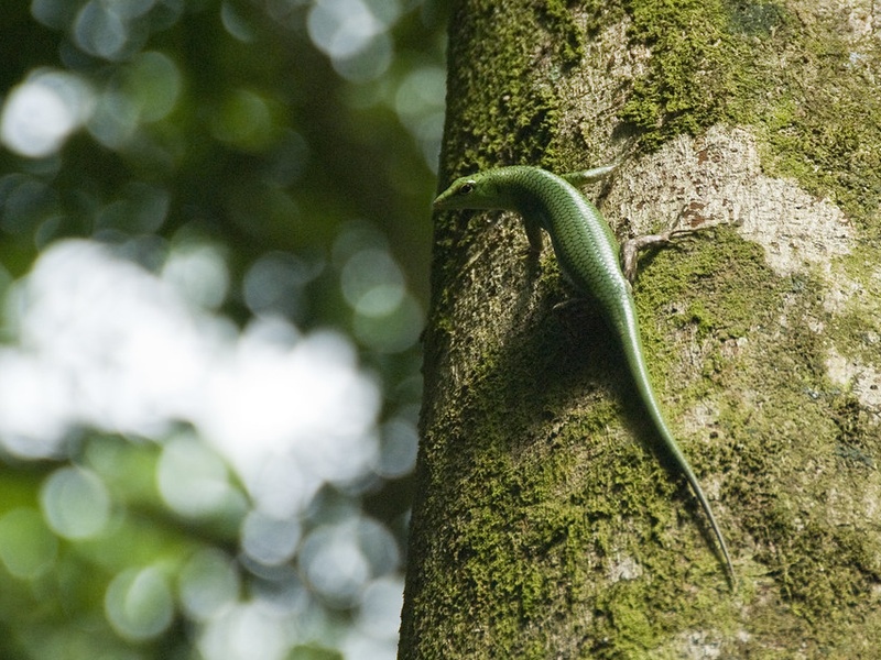 East Timor's Native Animals: The Complete List - Flora Fauna Fun