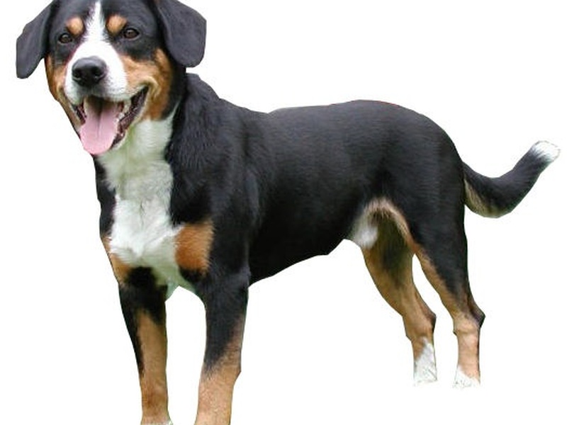 The Complete List of Herding Dog Breeds - Flora Fauna Fun