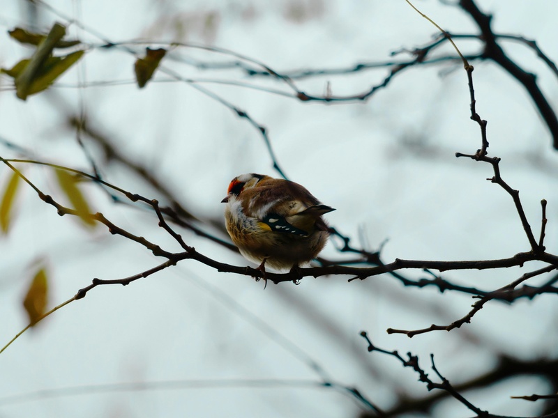Birds of Malta: The Complete List - Flora Fauna Fun