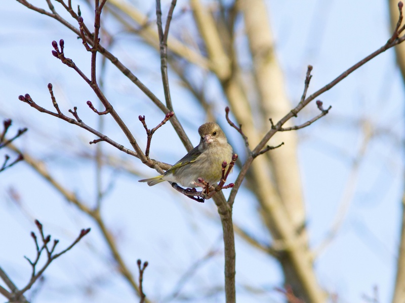 Birds of Malta: The Complete List - Flora Fauna Fun