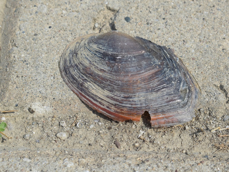 Bivalve Examples: The Complete List - Flora Fauna Fun