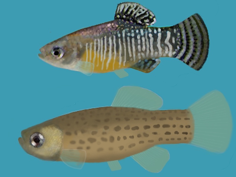 Fish of Spain: The Complete List - Flora Fauna Fun