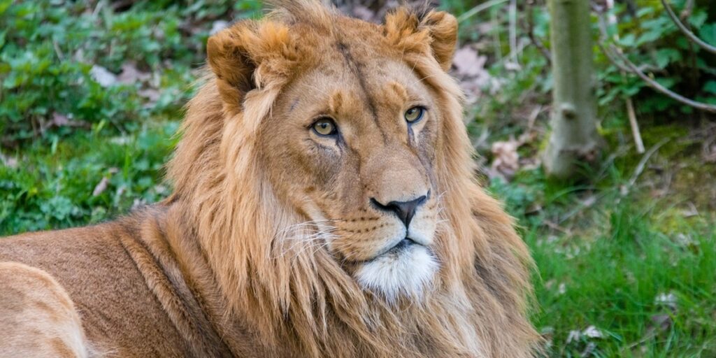 Animals of Kenya: The Complete List - Flora Fauna Fun