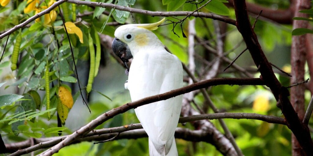 East Timor's Native Animals: The Complete List - Flora Fauna Fun