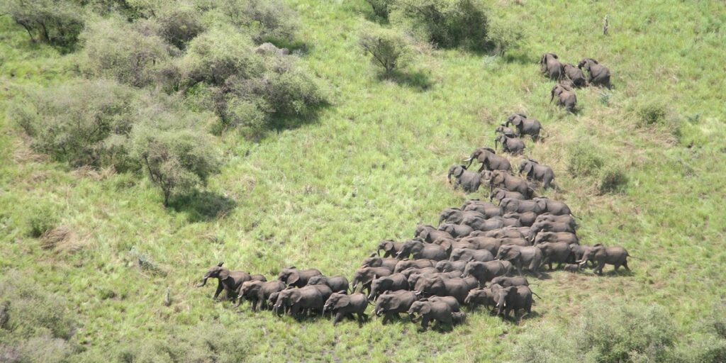 Top 10 Diverse Wildlife of South Sudan - Flora Fauna Fun