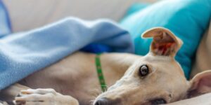 The Complete List of Racing Dog Breeds - Flora Fauna Fun