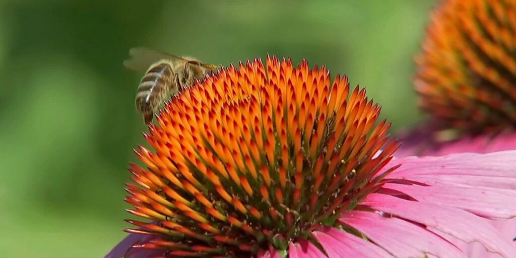List of United States Native Plants - Flora Fauna Fun