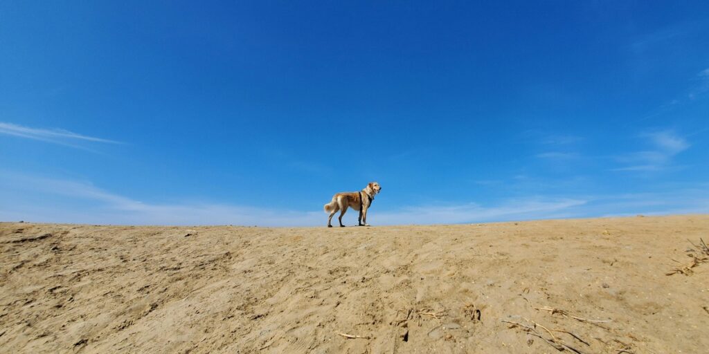 8 Examples of the Arid Fauna of Kuwait - Flora Fauna Fun