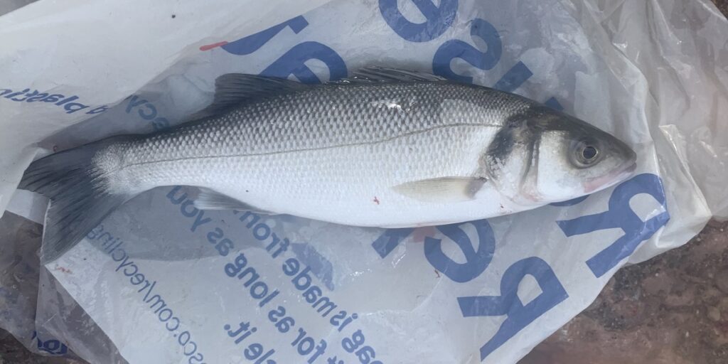 Fish of Spain: The Complete List - Flora Fauna Fun