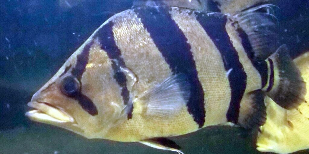 The Complete List of Fish of Zambia - Flora Fauna Fun