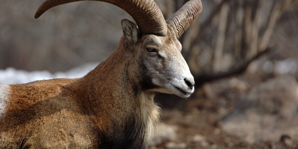 List of Animals of Armenia - Flora Fauna Fun